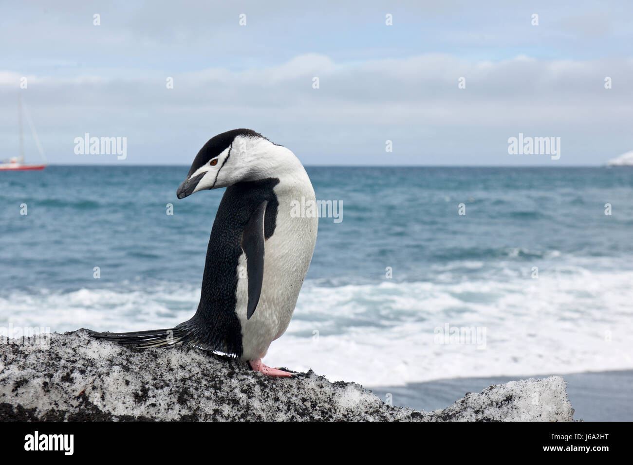 chinstrap penguin (Pygoscelis antarcticus), Antarctica Stock Photo - Alamy