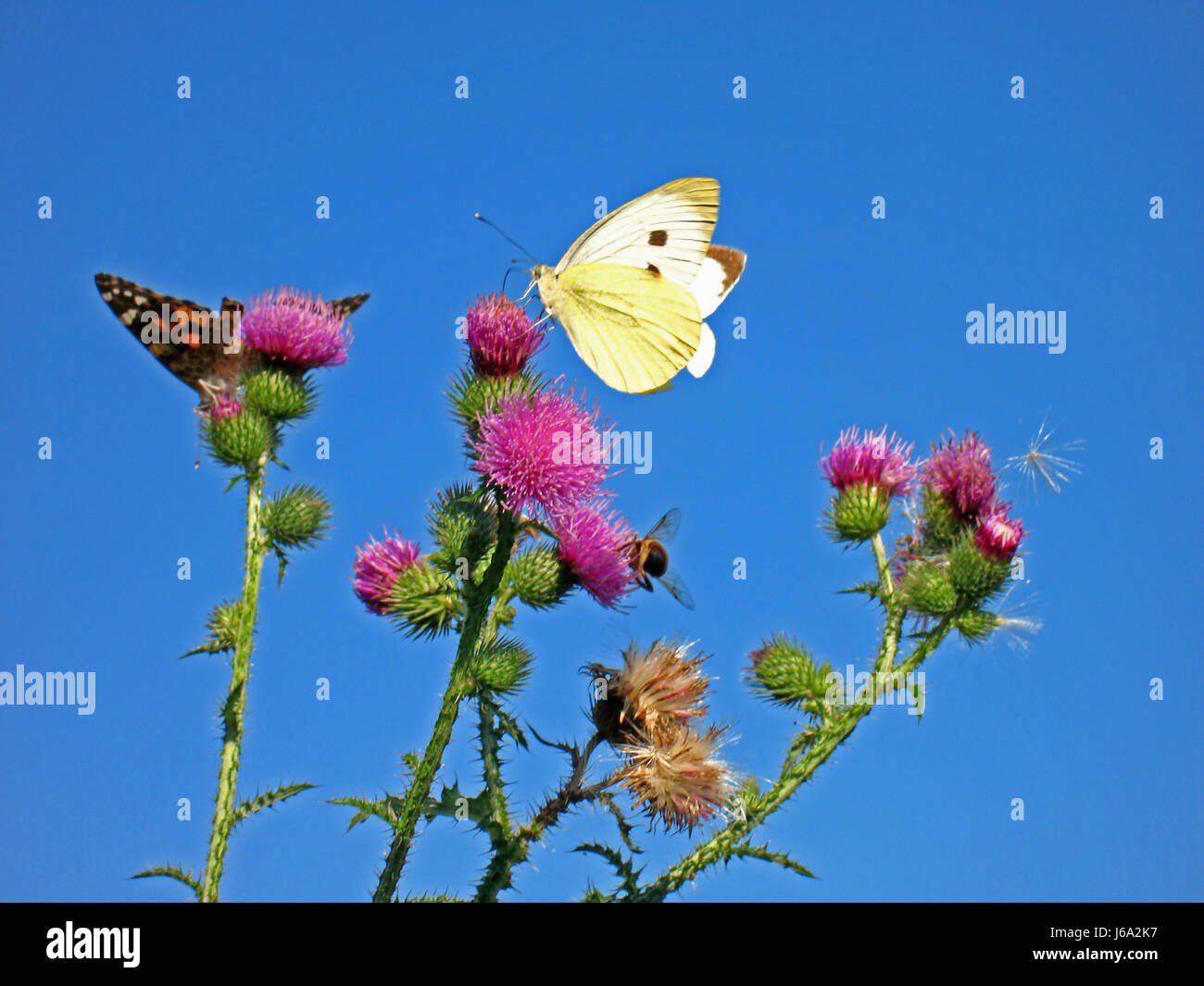 bloom blossom flourish flourishing butterfly moth thistle yellow insect ...