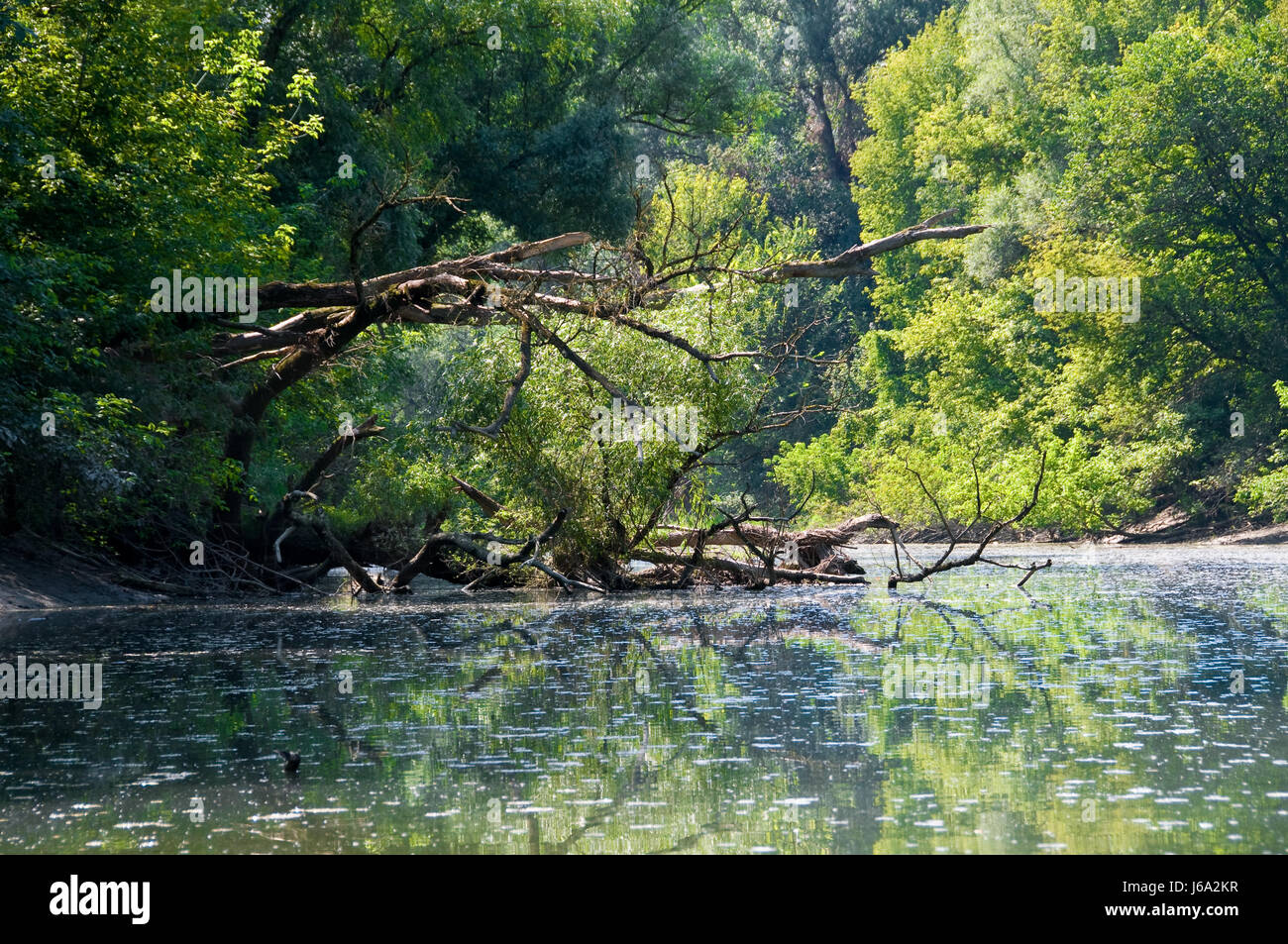 National park donauauen hi-res stock photography and images - Alamy