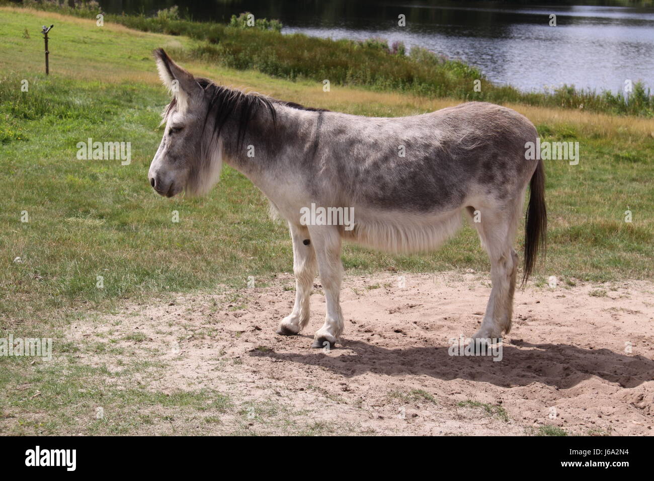 horse animal pet mammal donkey mule farm animal hoofed animal profile ...
