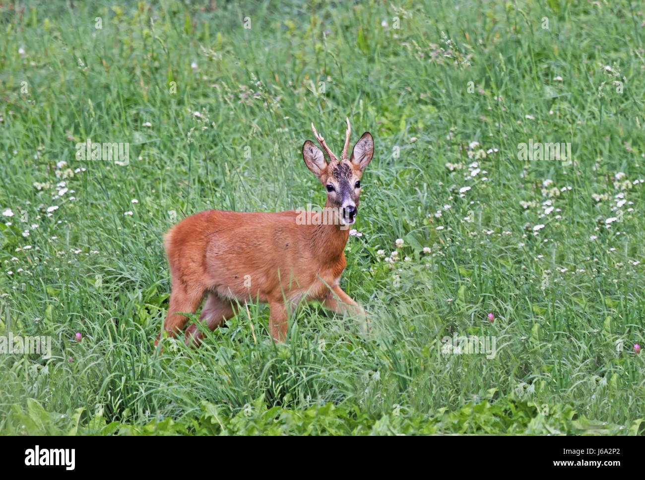 mammal buck roe animal animals roebuck jungbock rehgei europisches ...