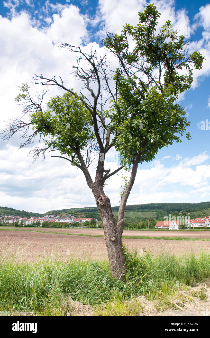 single tree field solitaire firmament sky clouds blue houses shine ...