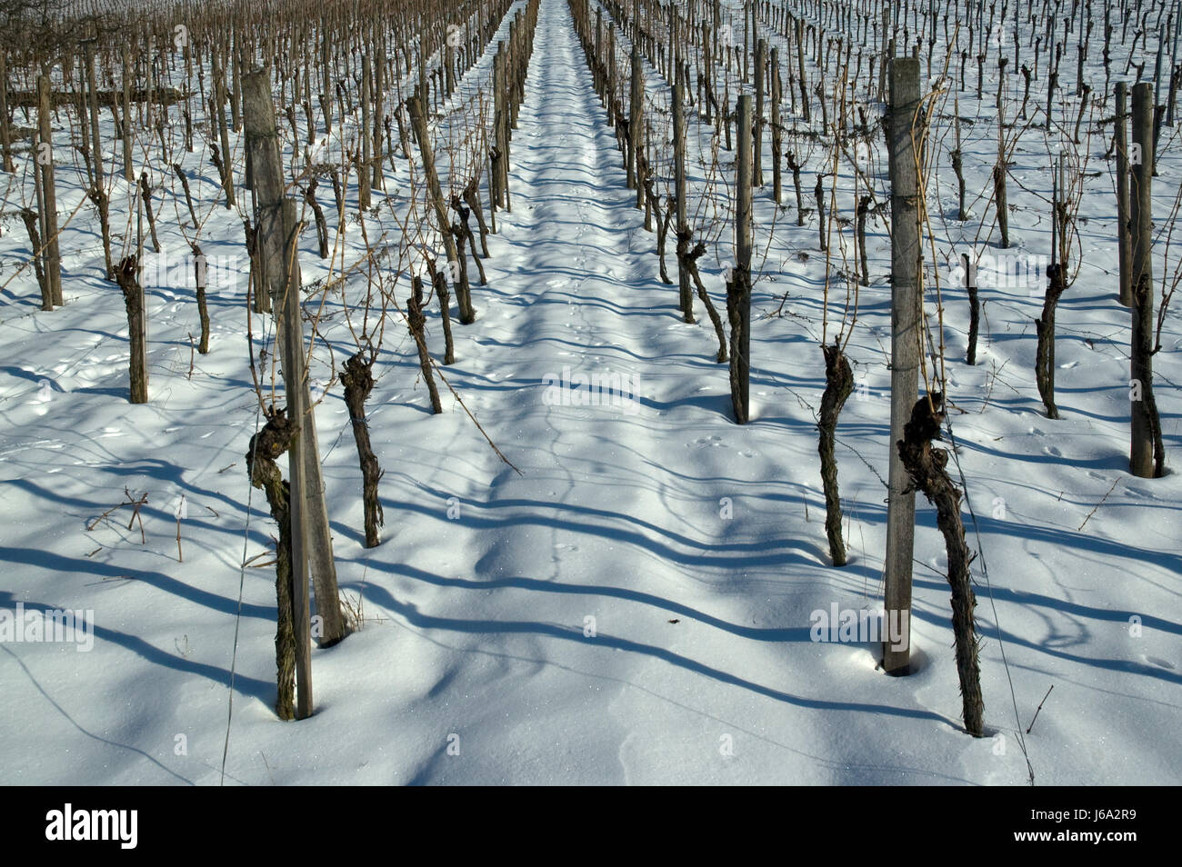 vineyard in winter with snow Stock Photo - Alamy