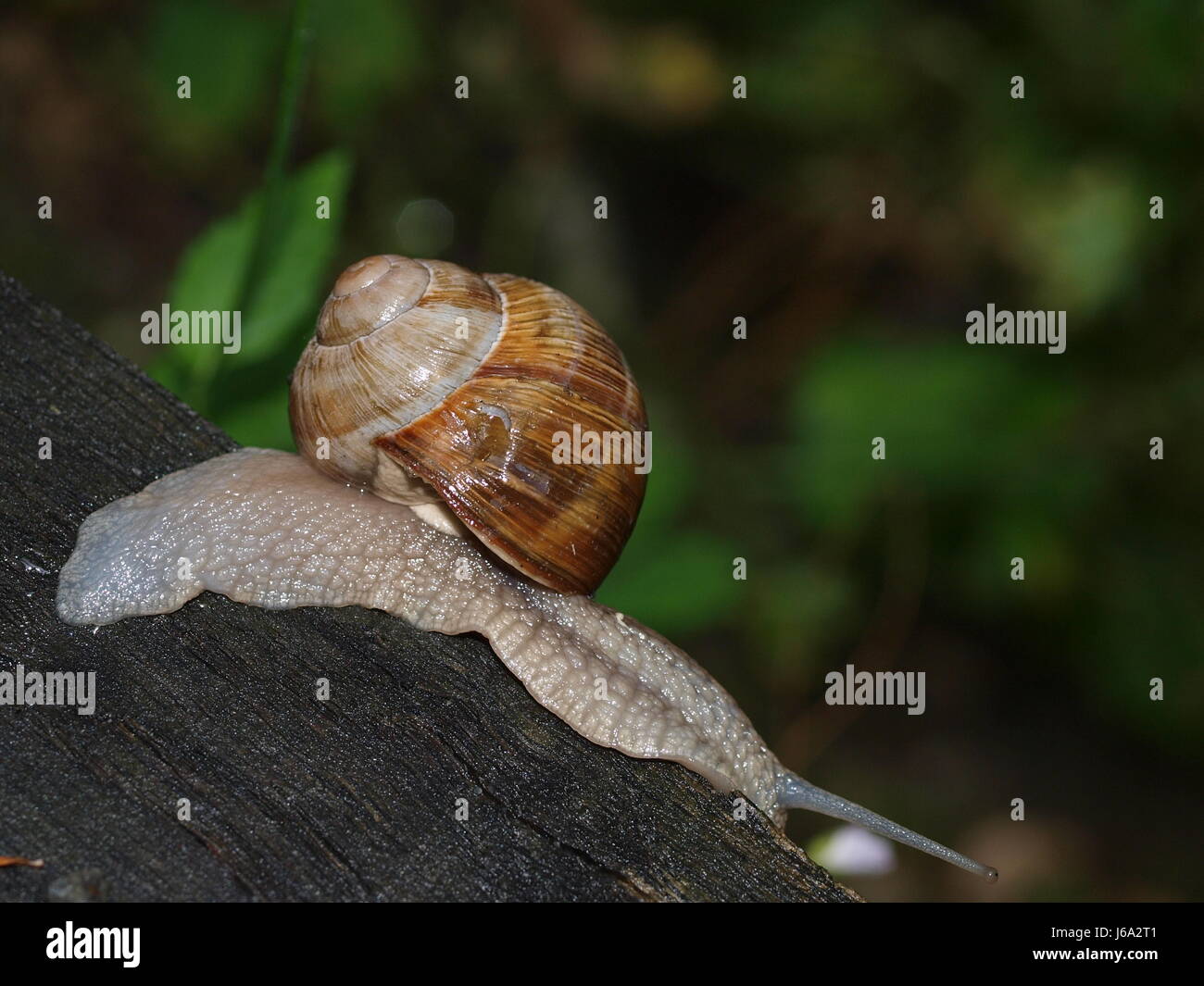 snail in the forest Stock Photo - Alamy