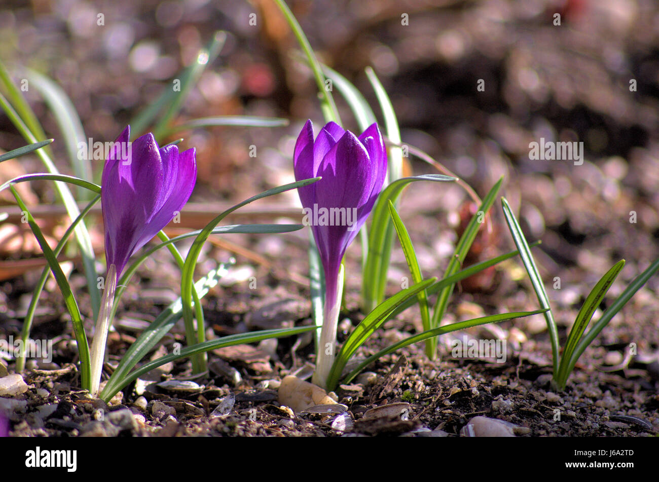 crocus purple nature plant green flower flowers crocus purple seasons ...