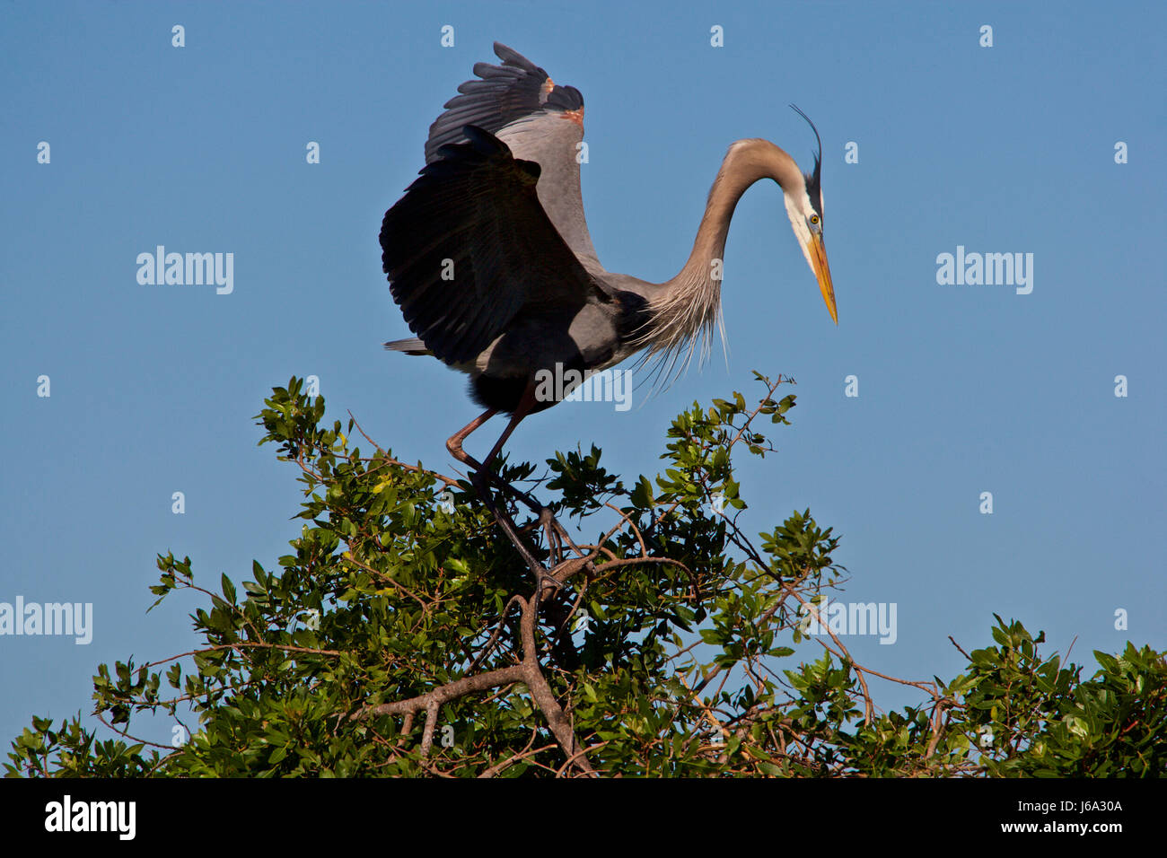 great blue heron, Ardea herodias Stock Photo - Alamy