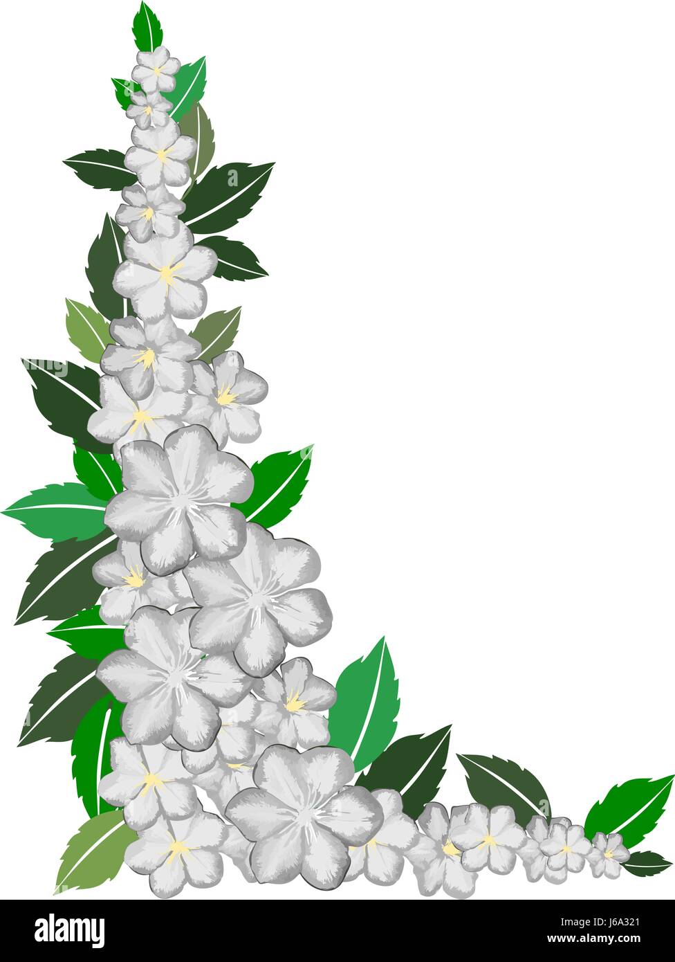 leaf flower plant bloom blossom flourish flourishing frame framework ...