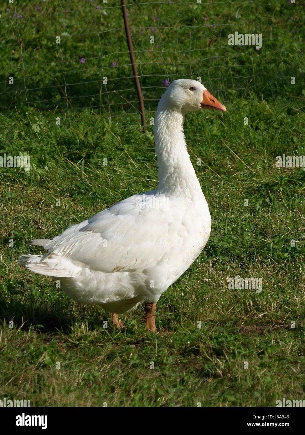 animal wing poultry goose geeser feather animal summer summerly eyes ...