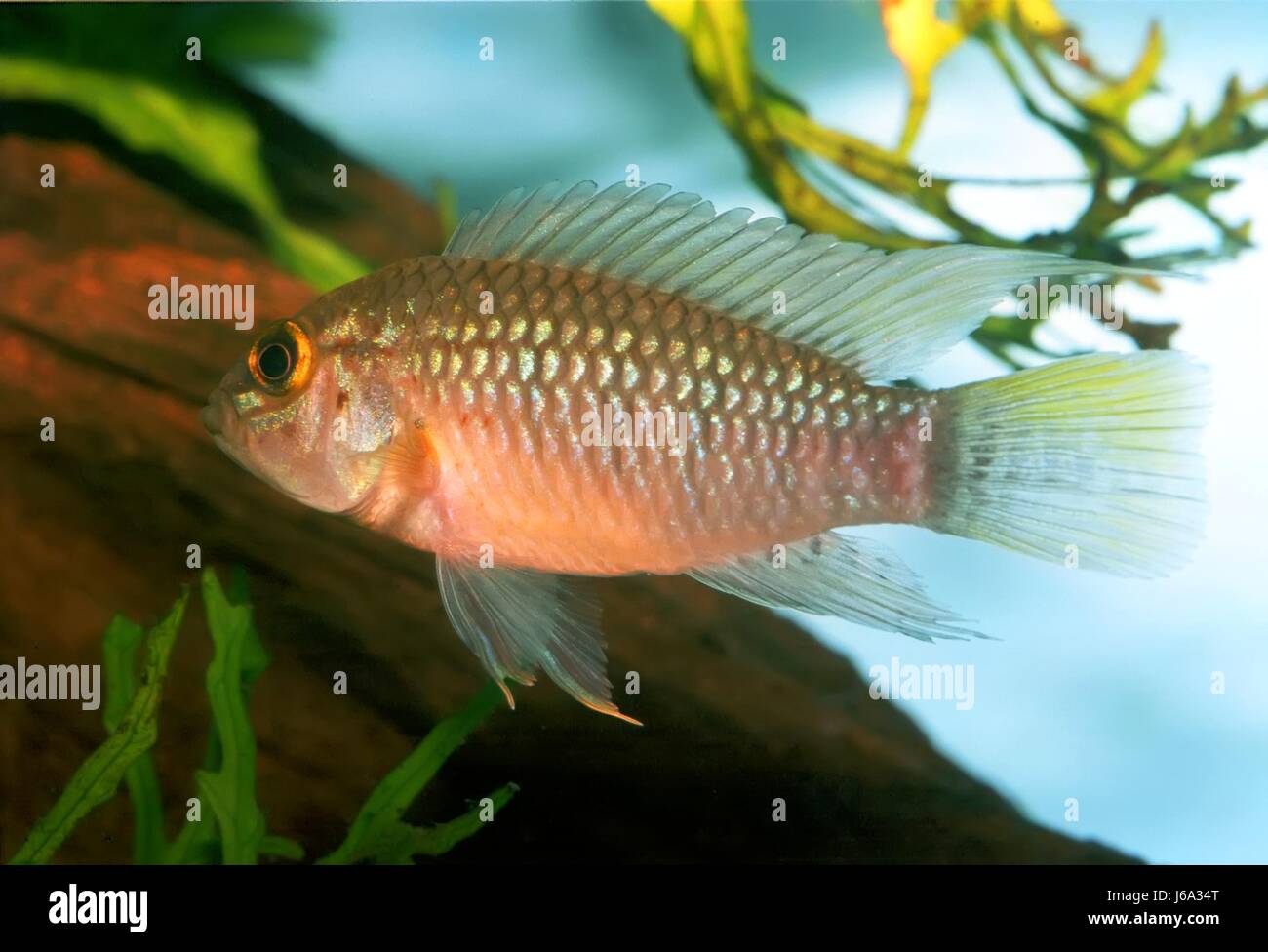 aquarium fish tropical water blue macro close-up macro admission close ...