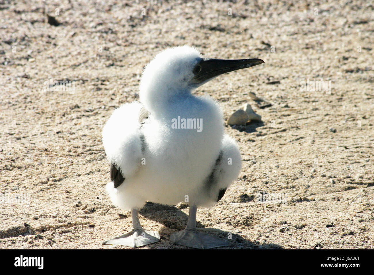 bird birds hick squabs walk go going walking flight bird conservation ...
