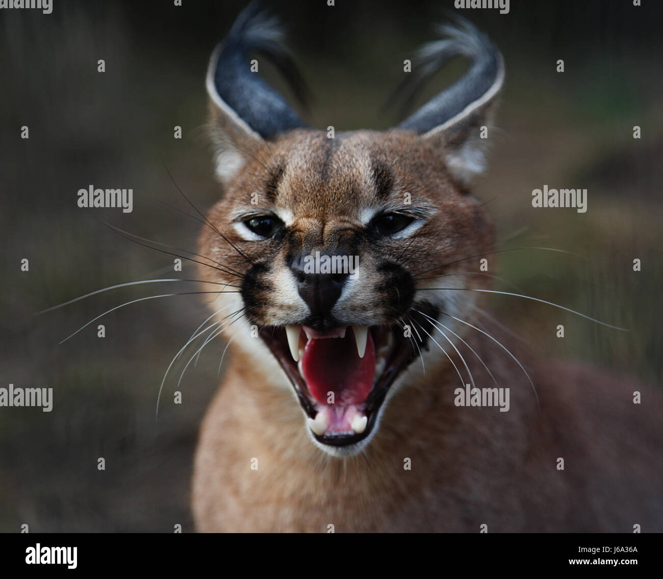 Karakal caracal hi-res stock photography and images - Alamy