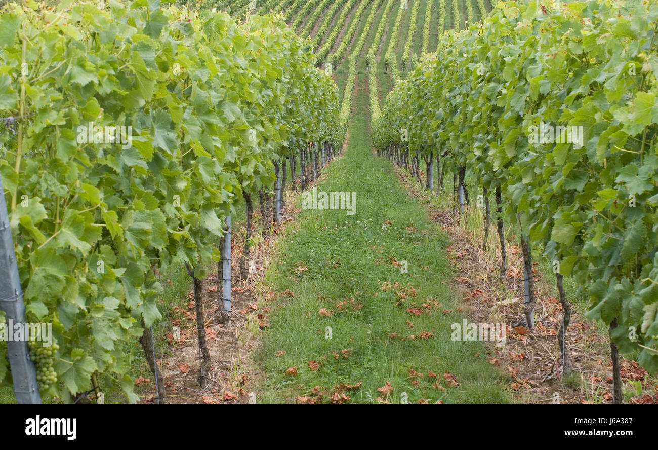 green agriculture farming row cultivation product vine grape vine grape ...
