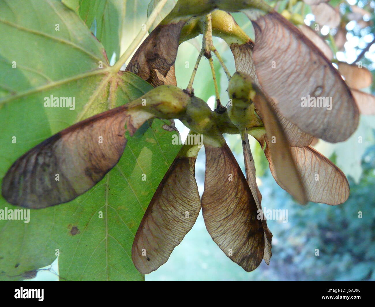 Lime tree seeds hi-res stock photography and images - Alamy