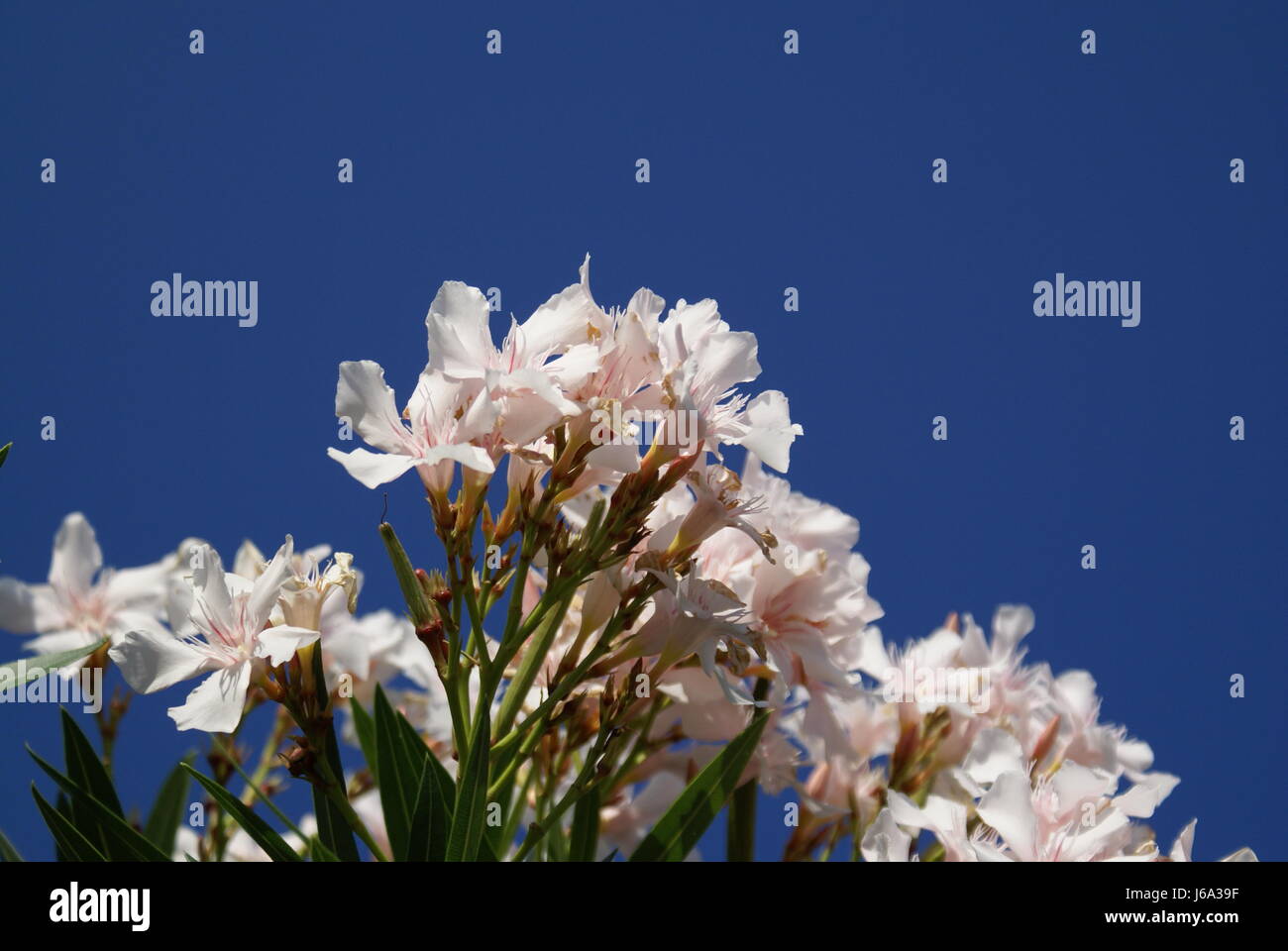blue flower plant blossoms oleanders bleed firmament sky bush south ...