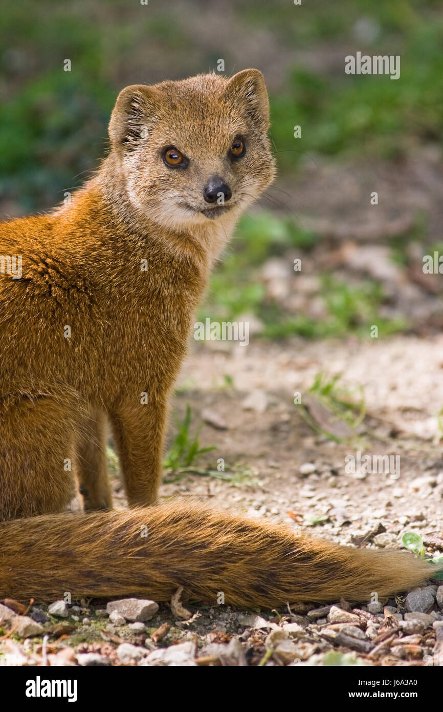 Quotyellow mongoosequot hi-res stock photography and images - Alamy