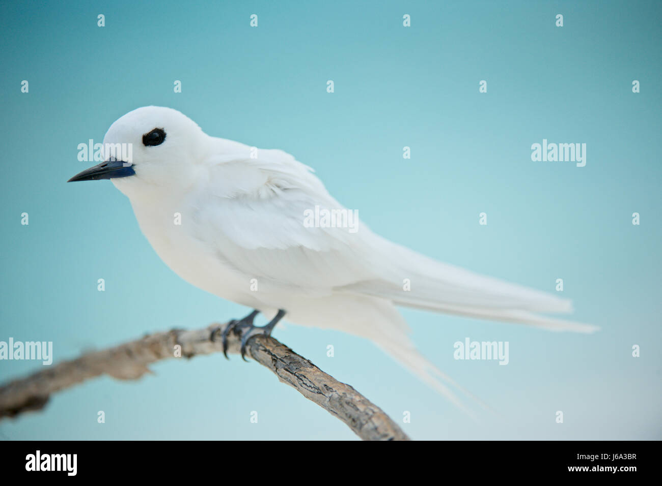 white tern (Gygis alba), Hawaii, Midway, Midway Atoll Stock Photo - Alamy