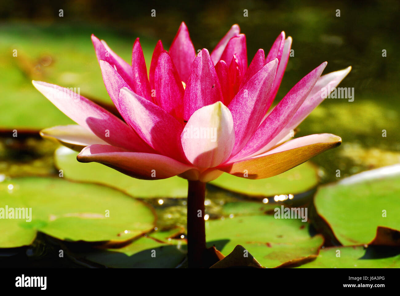 water lily in the pond Stock Photo - Alamy