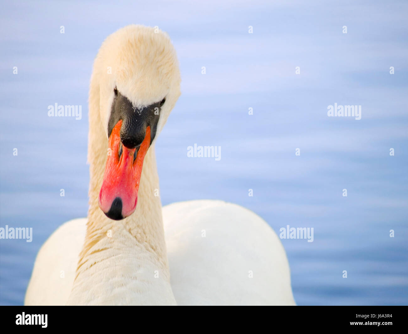 animal bird heaven paradise swan grace peaceful beauty blue beautiful ...