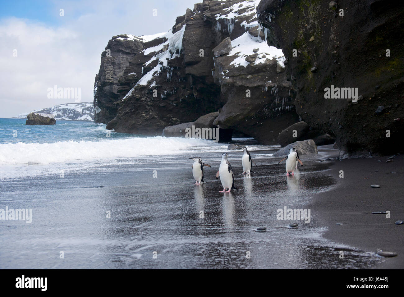 chinstrap penguin (Pygoscelis antarcticus), Antarctica Stock Photo - Alamy