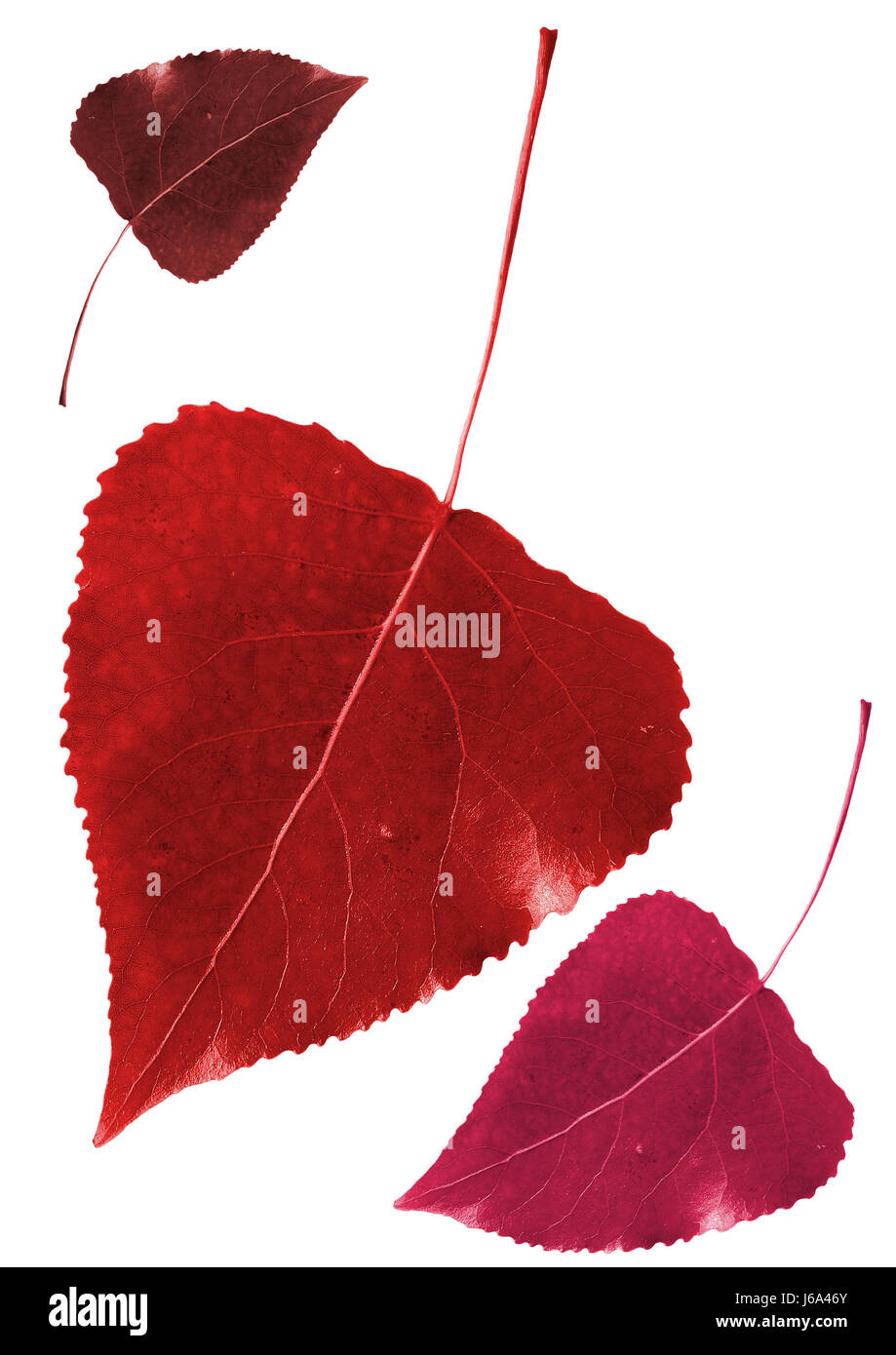 Fall leaves illustrated Cut Out Stock Images & Pictures - Alamy