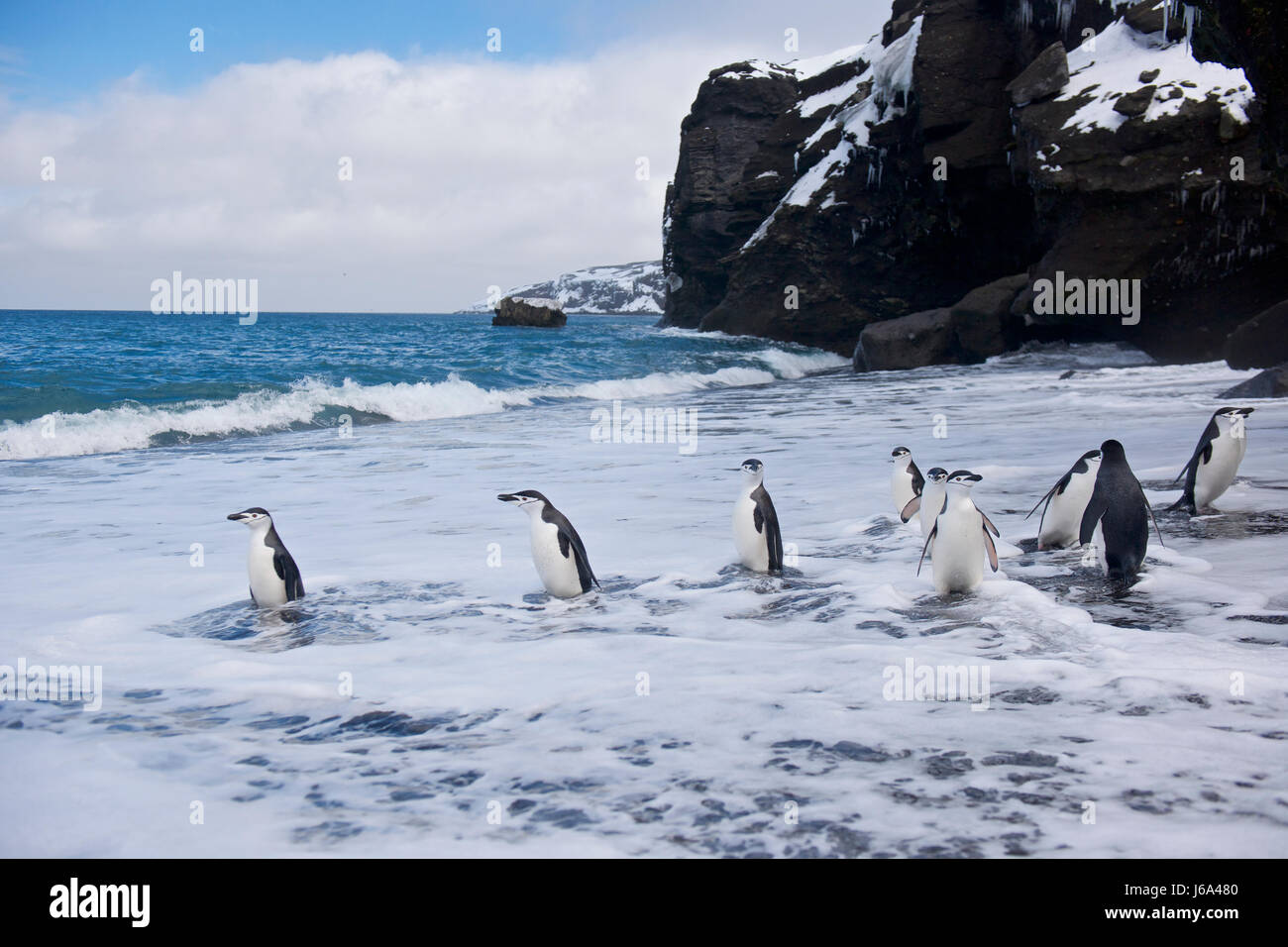 chinstrap penguin (Pygoscelis antarcticus), Antarctica Stock Photo - Alamy