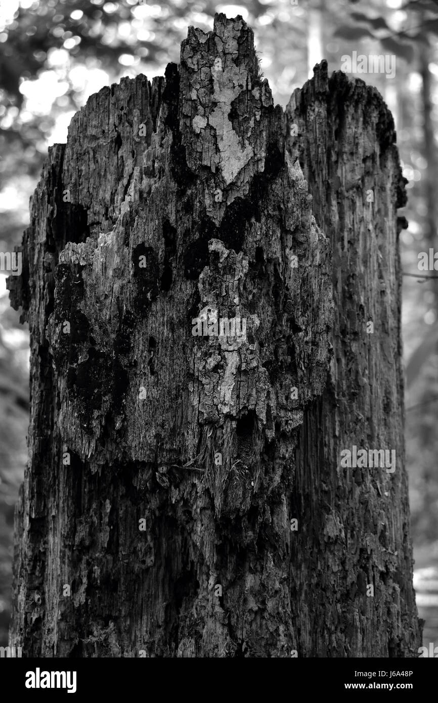 Gray tree stump Black and White Stock Photos & Images - Alamy