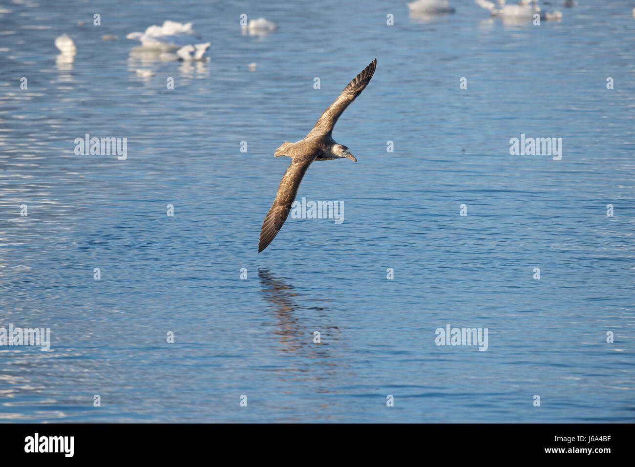 Southern Giant Petrel Stock Photo - Alamy