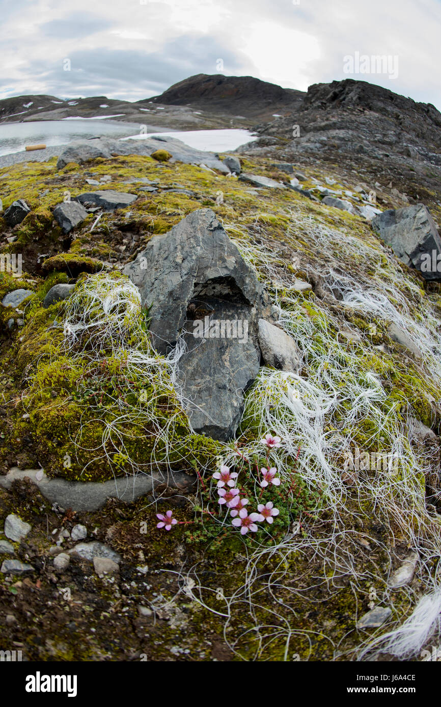 Svalbard (Spitsbergen), Norwegian archipelago in the Arctic Ocean Stock ...