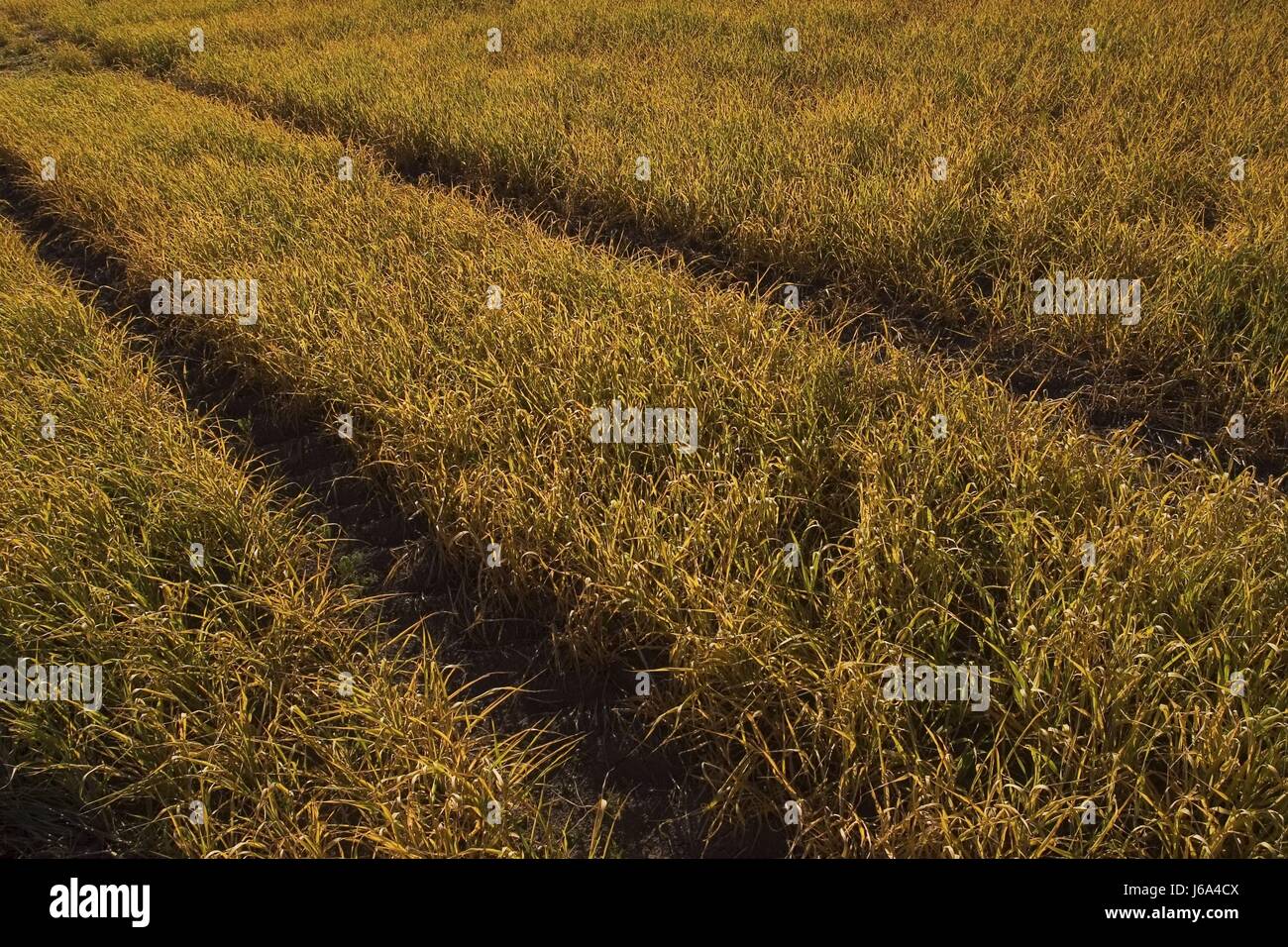 agriculture farming field flora grain horizontal photography photo ...