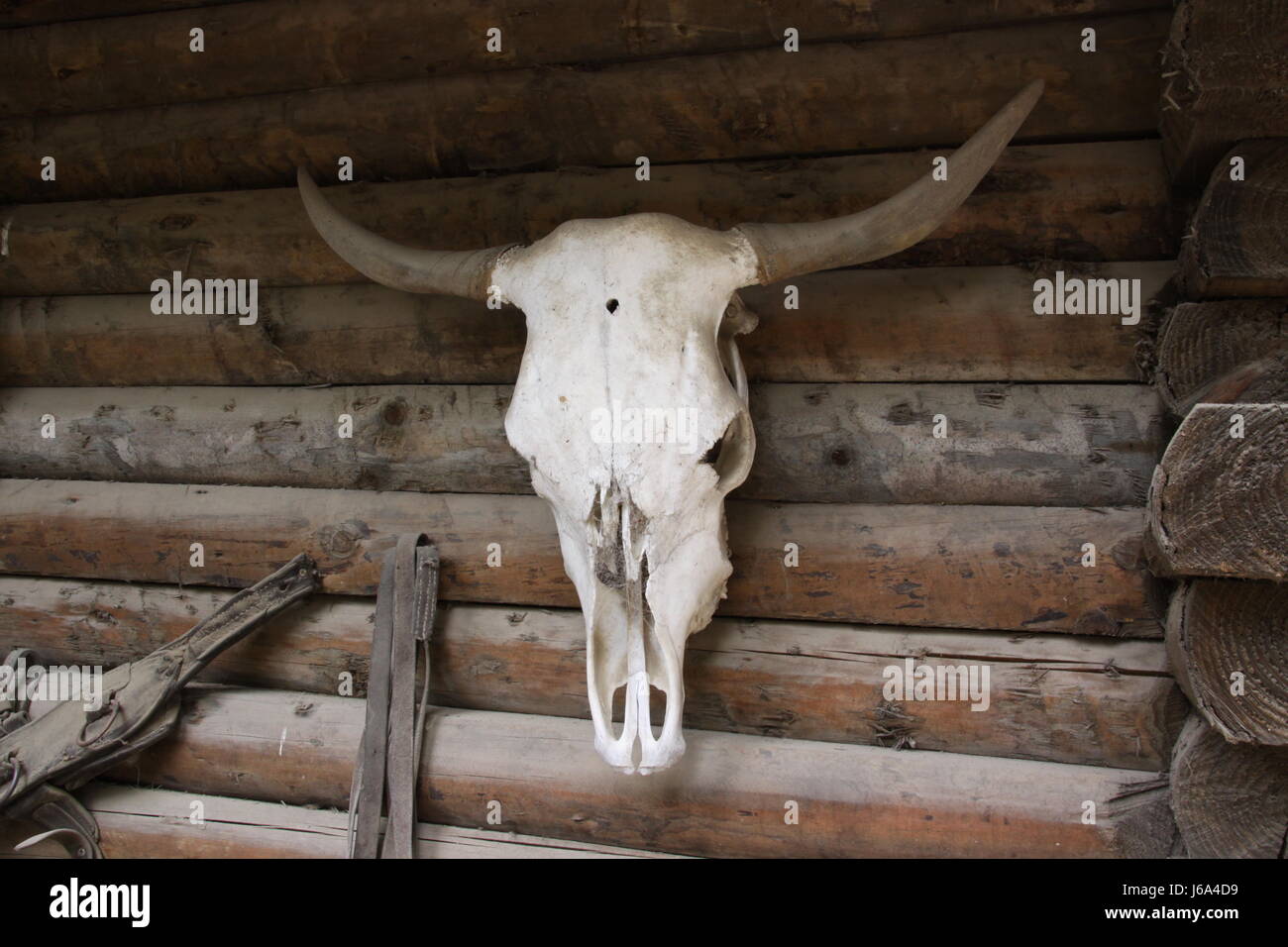 bull skull in close up Stock Photo - Alamy