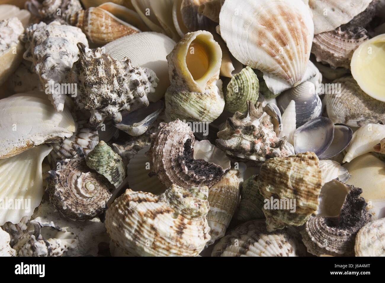 shell horizontal photography photo picture image copy deduction day ...