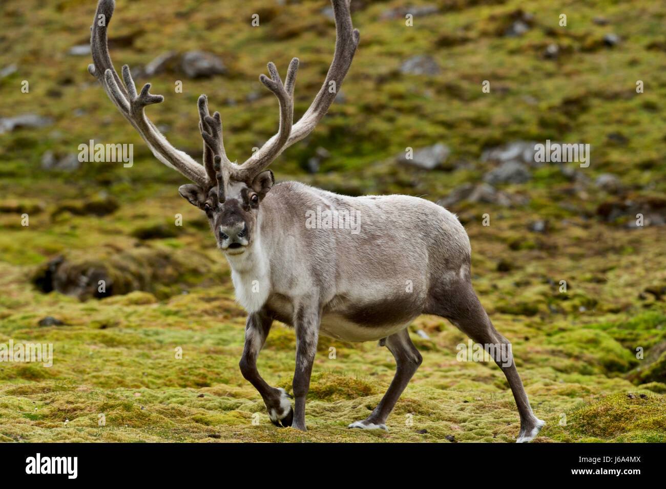 reindeer (Rangifer tarandus platyrhynchus Stock Photo - Alamy