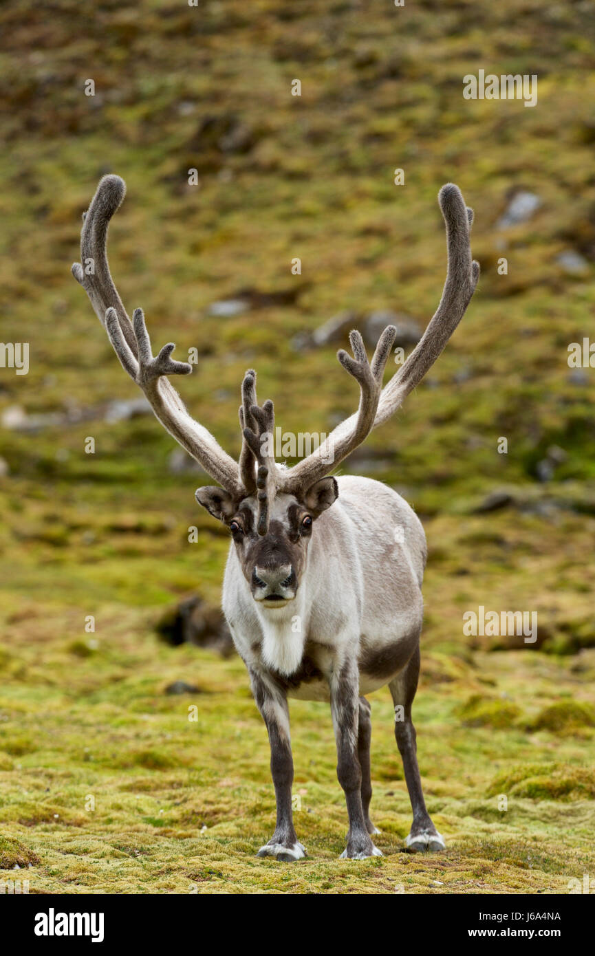 reindeer (Rangifer tarandus platyrhynchus Stock Photo - Alamy