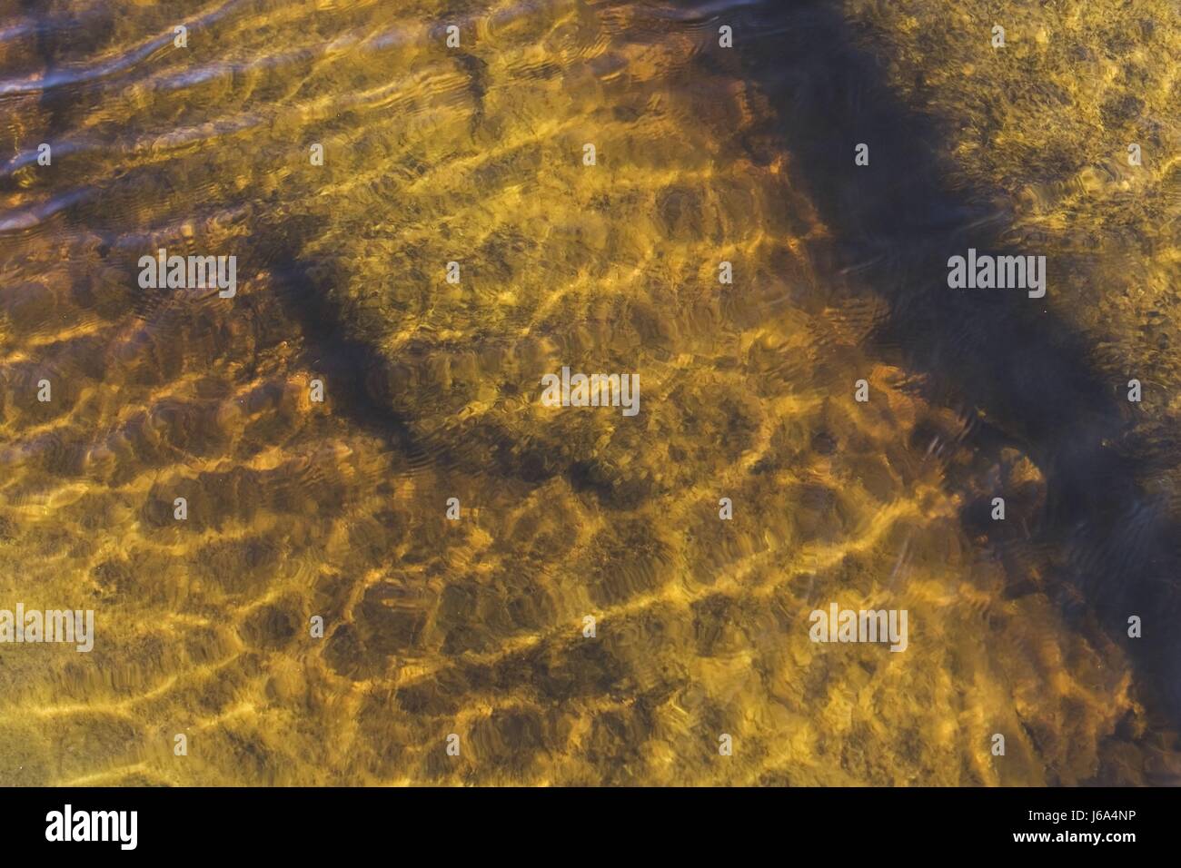 horizontal algae photography photo picture image copy deduction day ...