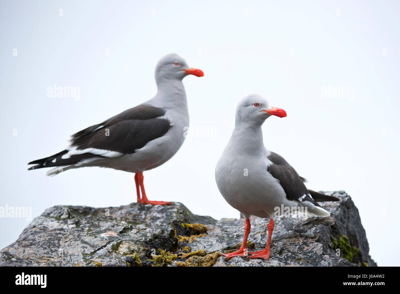 dolphin gull (Leucophaeus scoresbii Stock Photo - Alamy