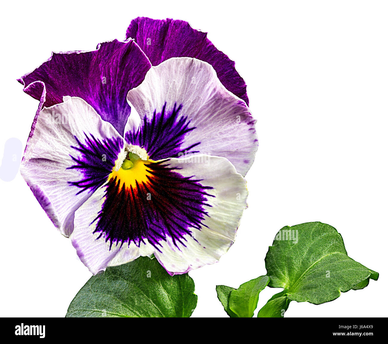 Pansy flowers isolated on white background Stock Photo - Alamy