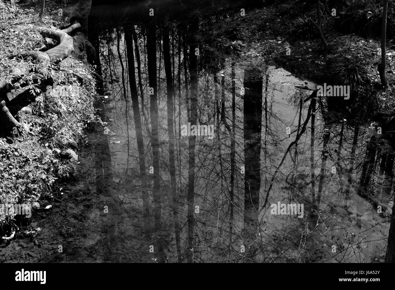 Bank of creek Black and White Stock Photos & Images - Alamy