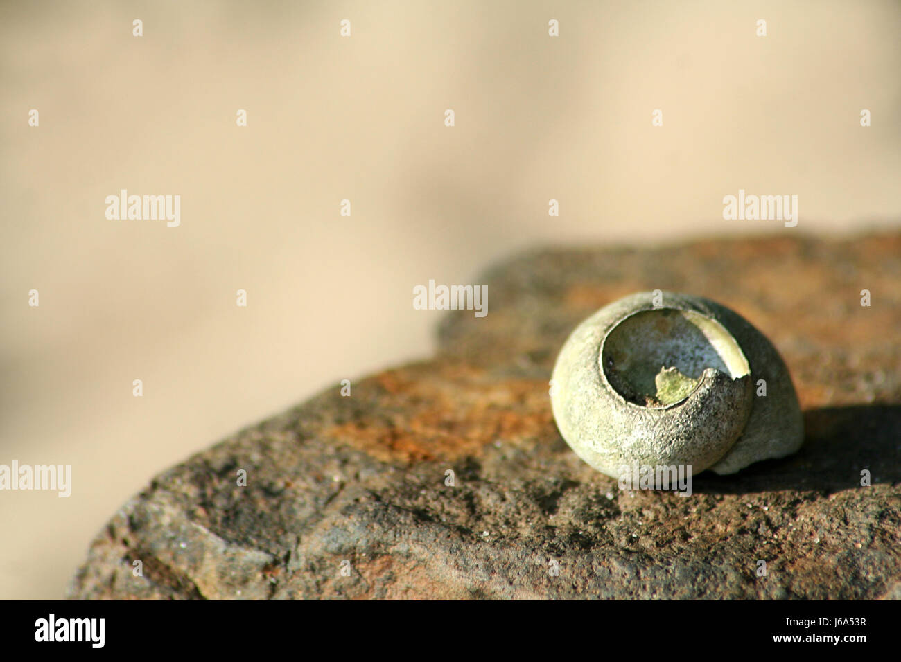 shell on the stone Stock Photo - Alamy