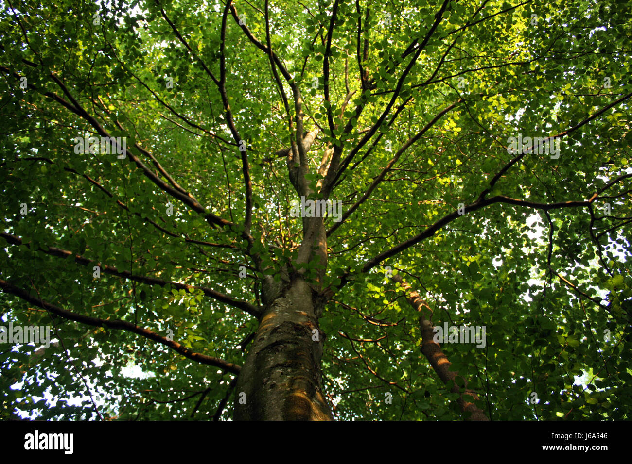Beech furniture hi-res stock photography and images - Alamy