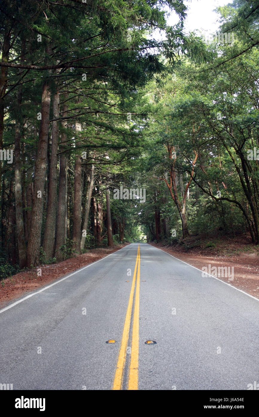 asphalt forest landscape nature redwood road rural tree asphalt ...