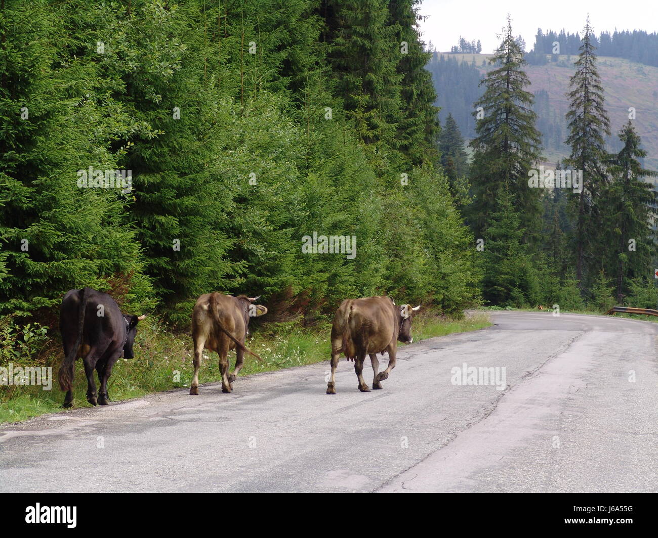 cows on the road Stock Photo - Alamy