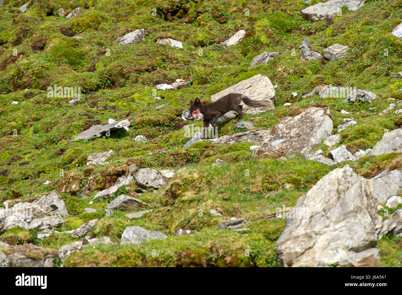 Blue phase Arctic Fox Stock Photo - Alamy