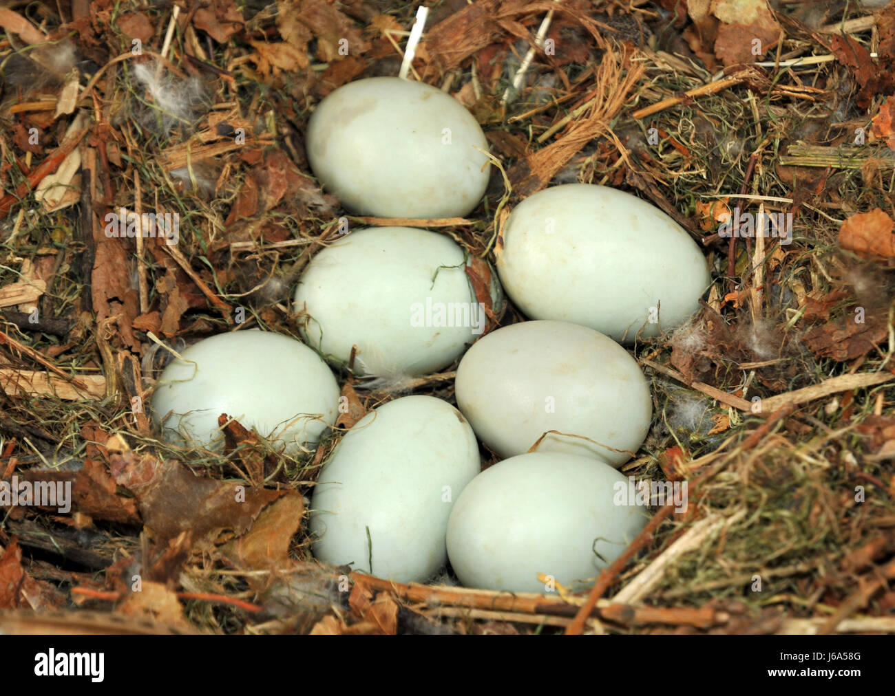 Scrims hi-res stock photography and images - Alamy