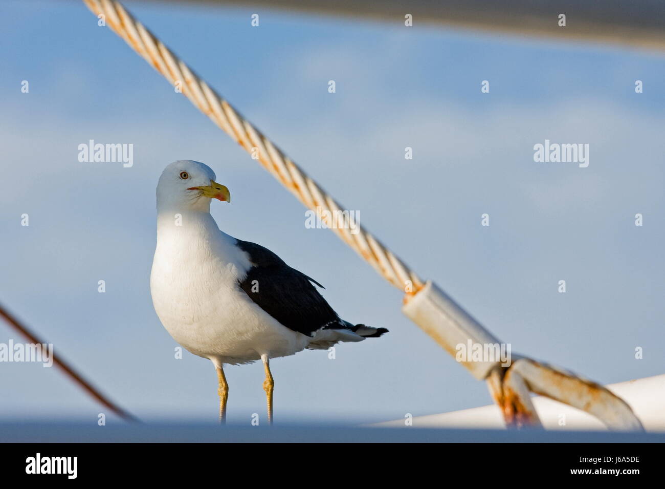 Sailing Gull High Resolution Stock Photography and Images - Alamy