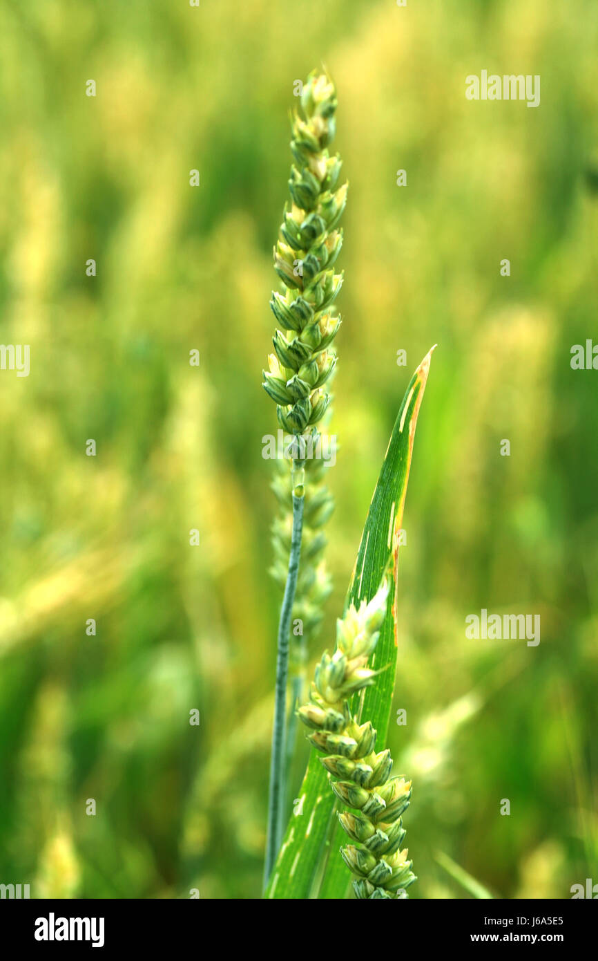 Aere hi-res stock photography and images - Alamy