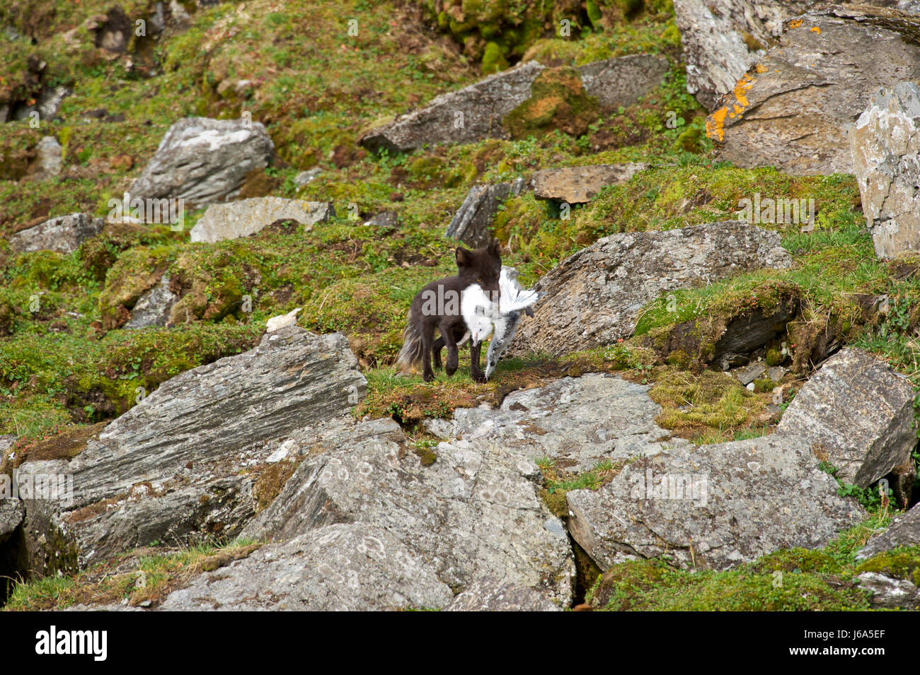 Blue phase Arctic Fox Stock Photo - Alamy