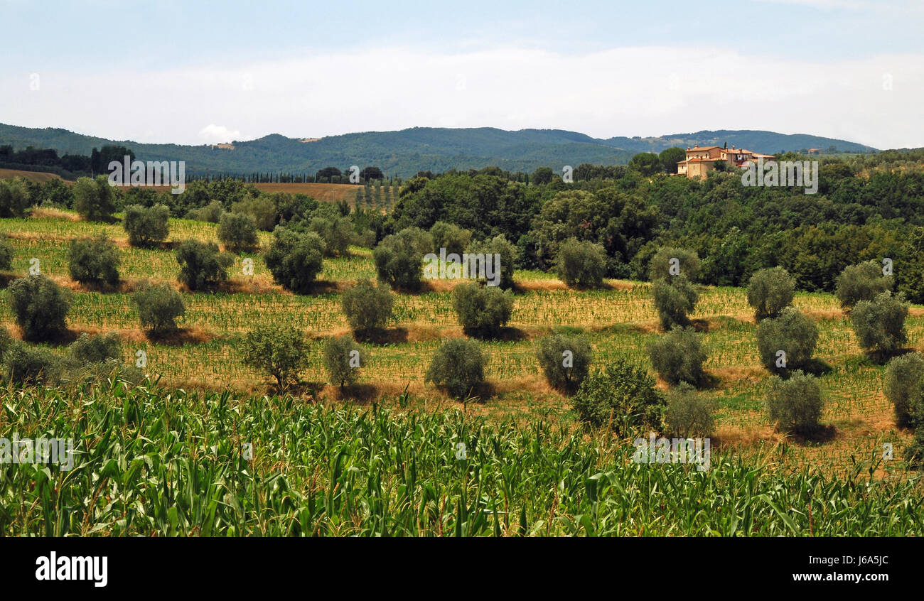 olive cultivation in tuscany Stock Photo - Alamy