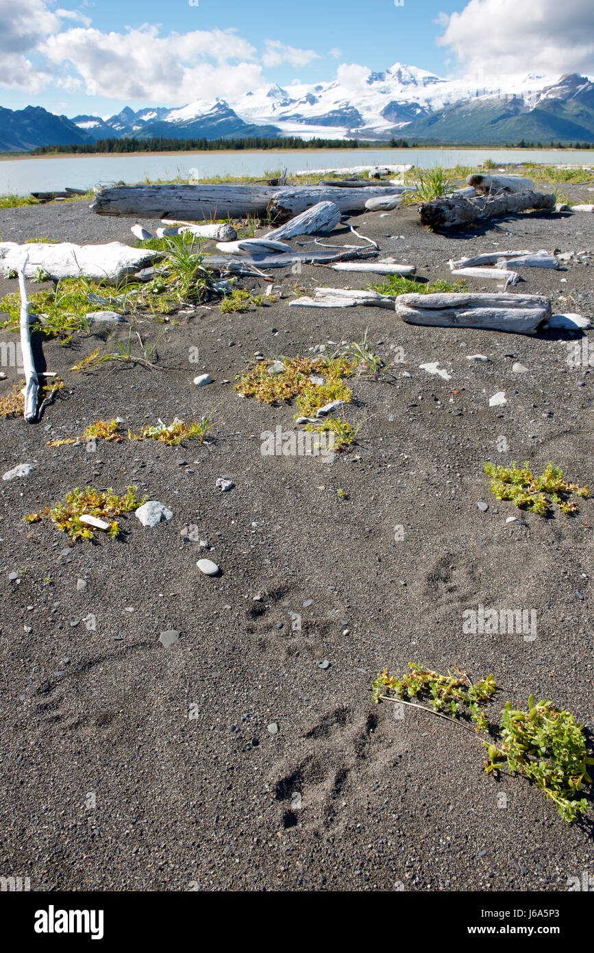 Bear and wolf prints on the sand amongst driftwood on Hallo Bay, Alaska ...
