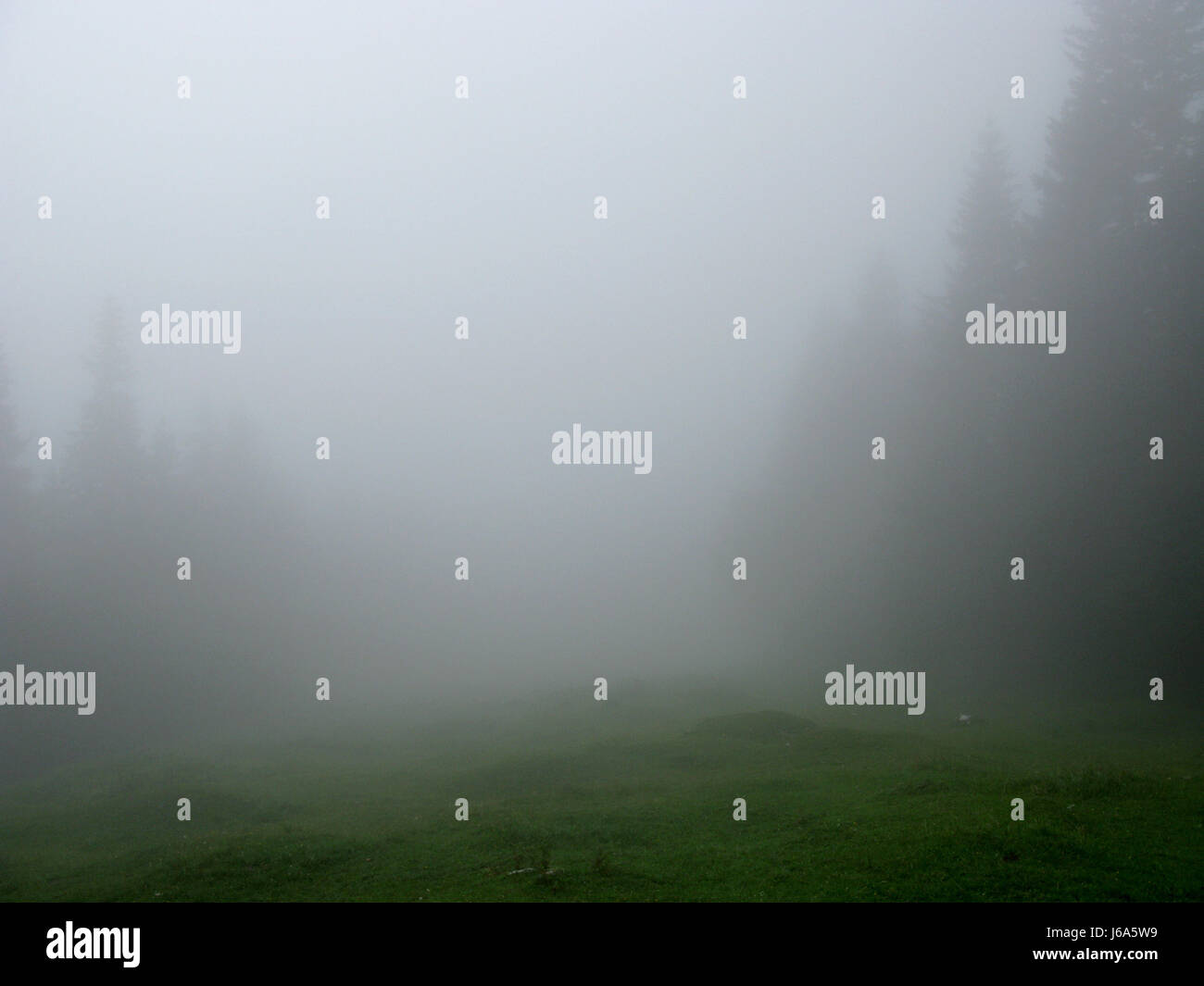 Ghost willow tree hi-res stock photography and images - Alamy