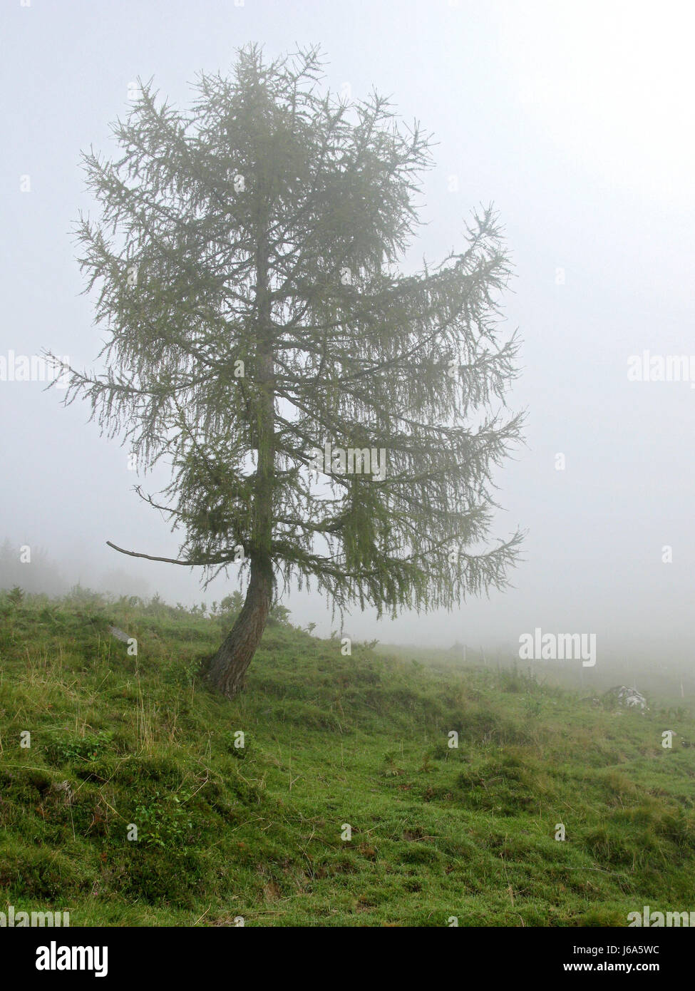 Ghost willow tree hi-res stock photography and images - Alamy